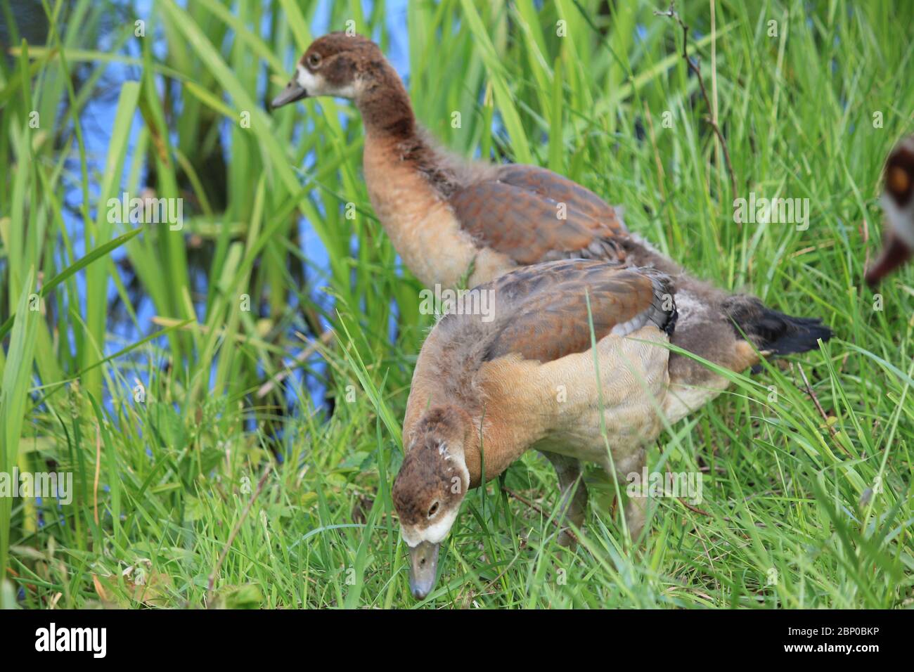 Egyptian geese in the Netherlands Stock Photo - Alamy