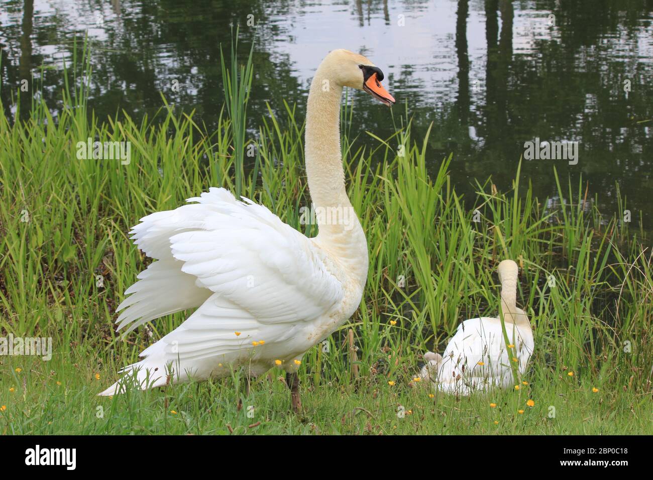 Swans in citypark Staddijk in Nijmegen, the Netherlands Stock Photo - Alamy