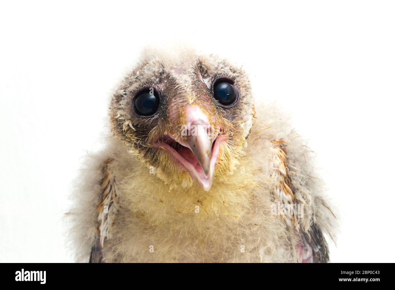 A chick of Barn Owl tyto alba isolated on white background Stock Photo ...