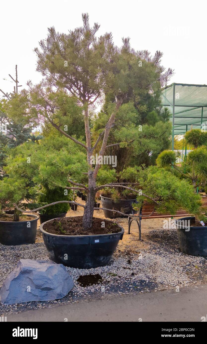 Green plant bonsai hi-res stock photography and images - Alamy