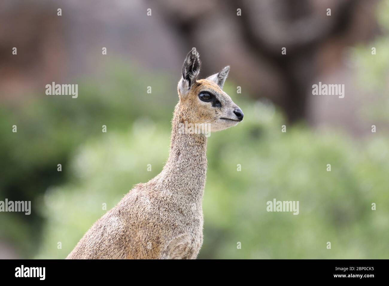 Klipspringer antelope buck hi-res stock photography and images - Alamy