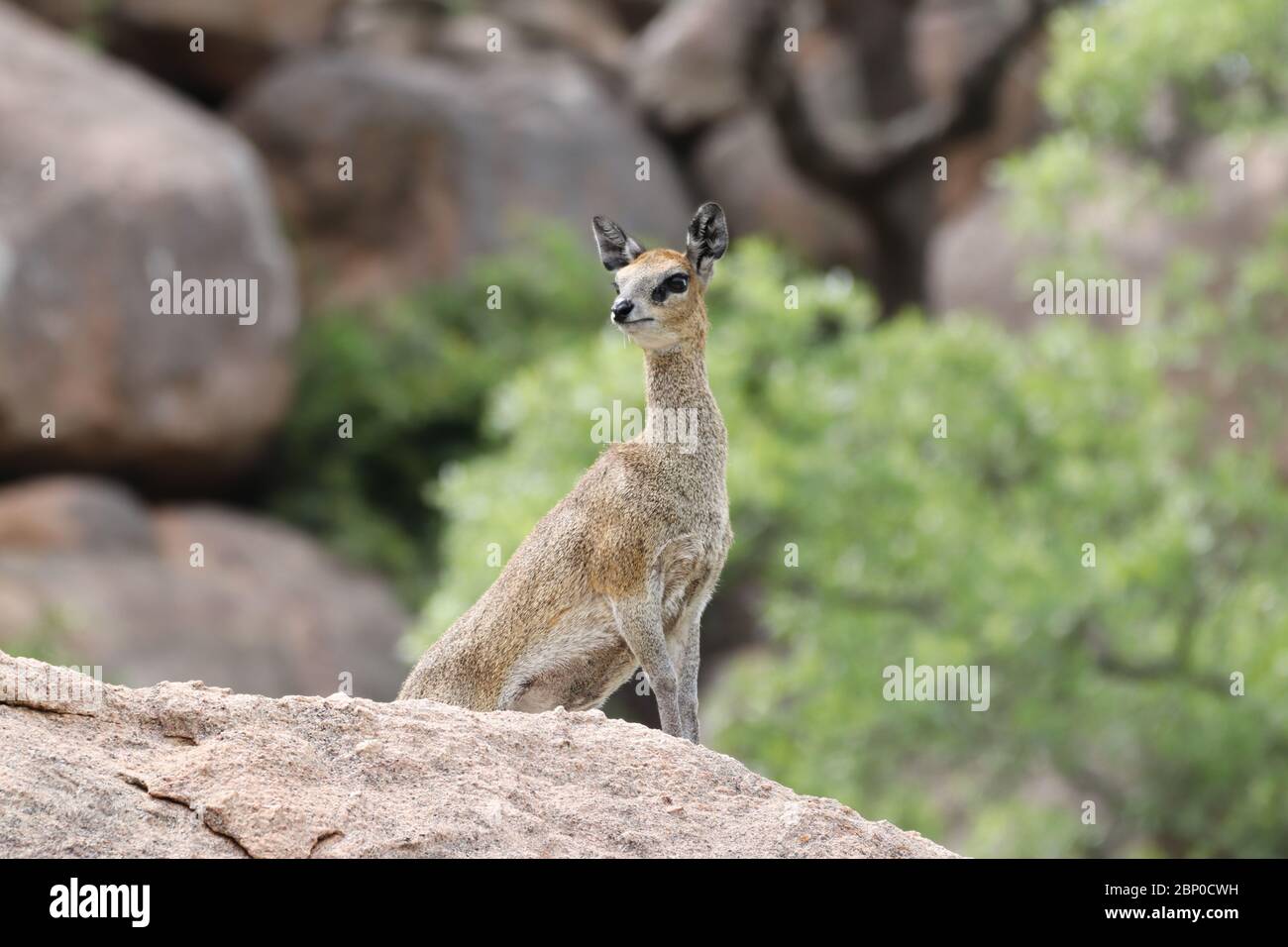 Klipspringer antelope buck hi-res stock photography and images - Alamy