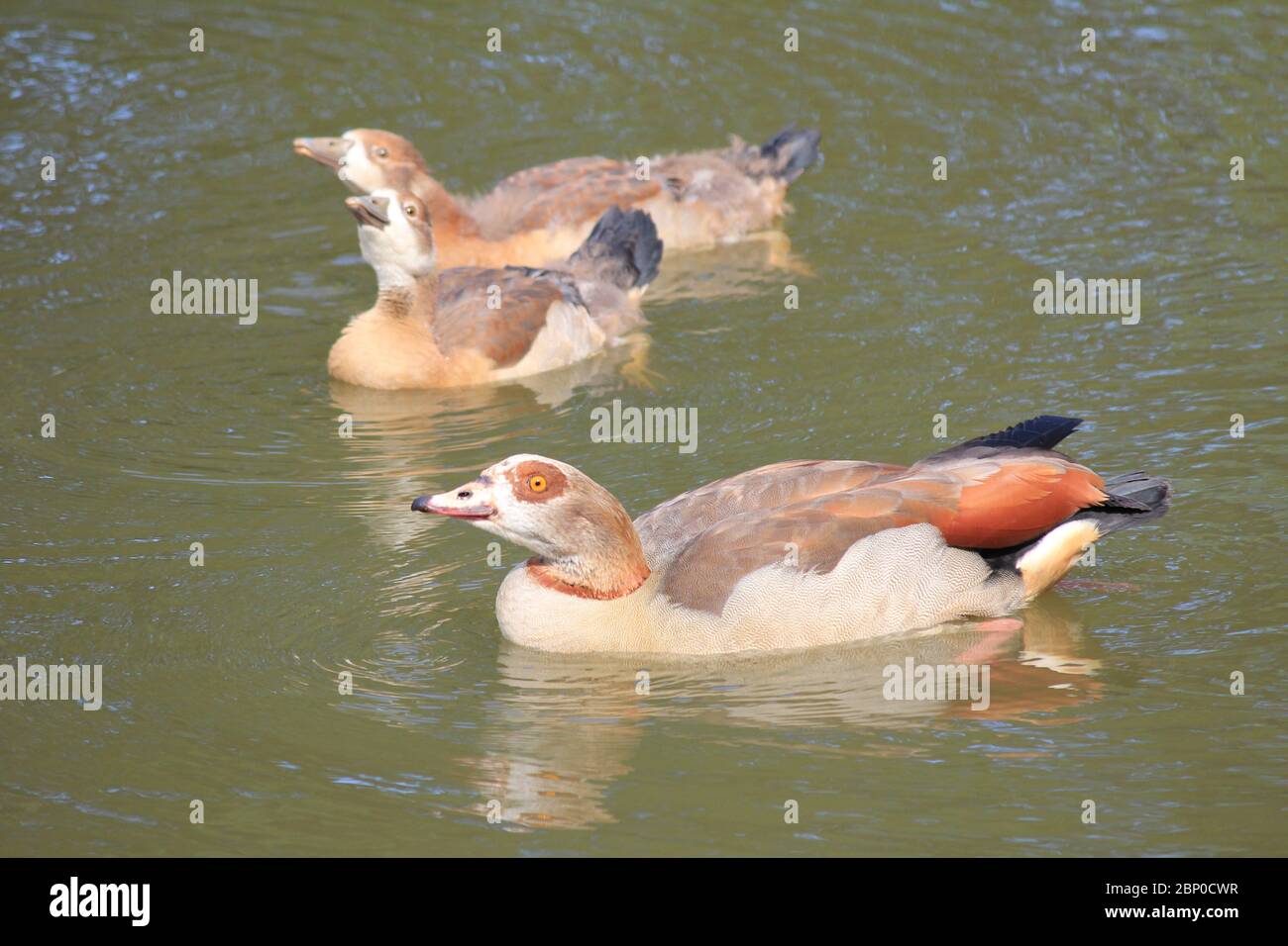 Egyptian geese in the Netherlands Stock Photo - Alamy