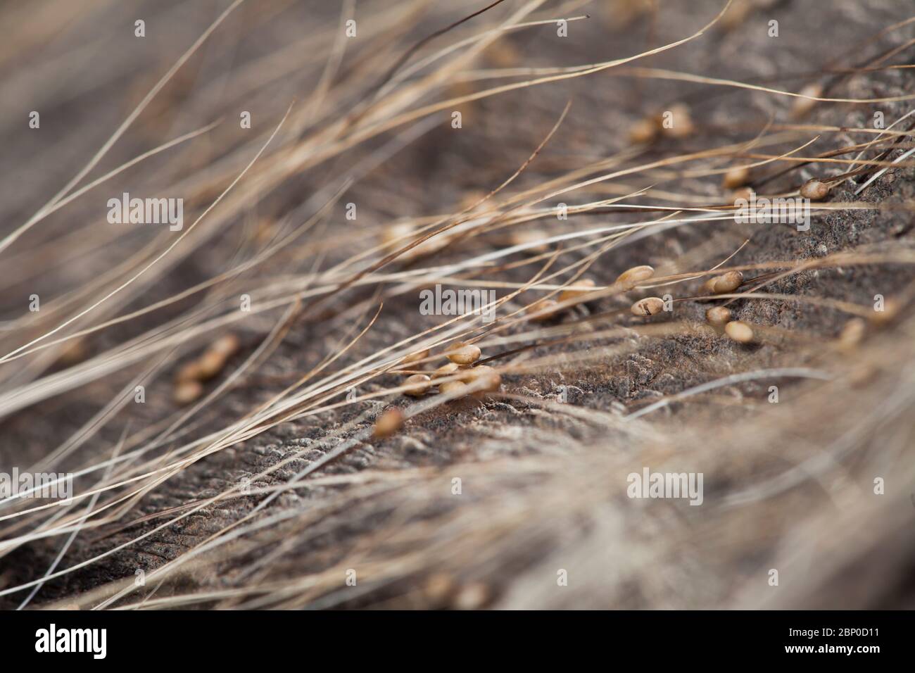 African Wart Hog High Resolution Stock Photography and Images - Alamy