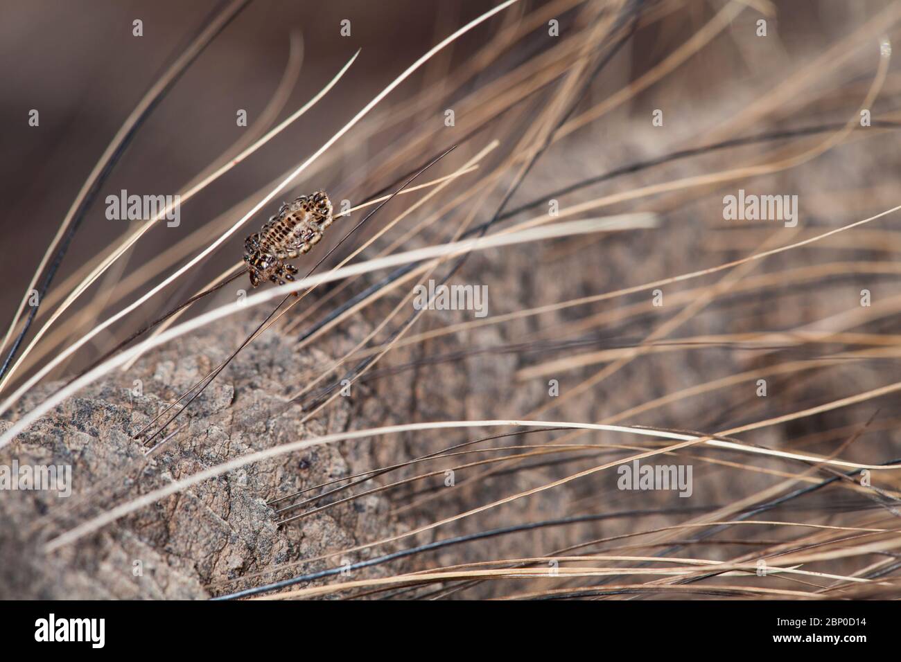 Closeup Warthog High Resolution Stock Photography and Images - Alamy