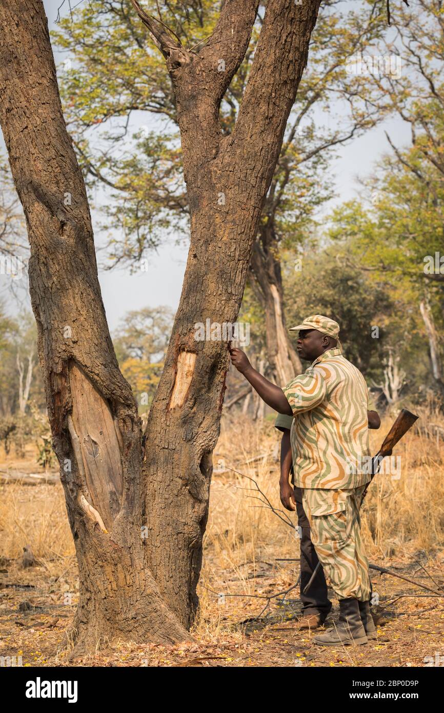 Zambian ranger with rifle on walking safari in South Luangwa National ...