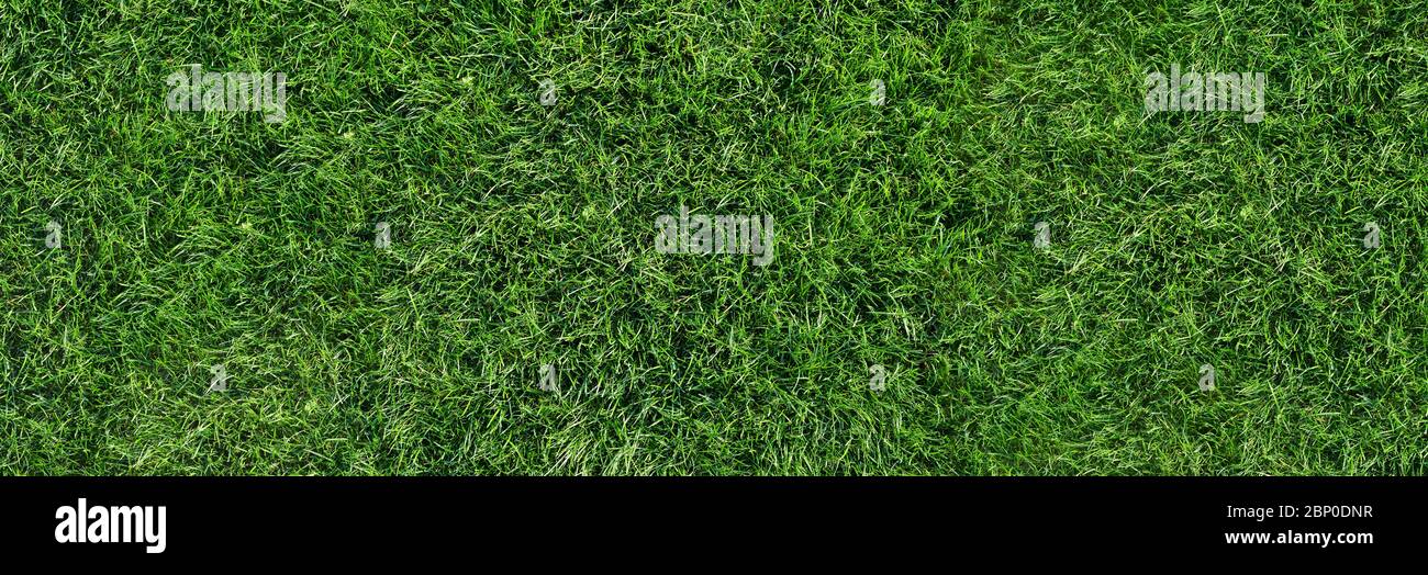 Side view on long and bright green grass texture. Green field backgroun ...