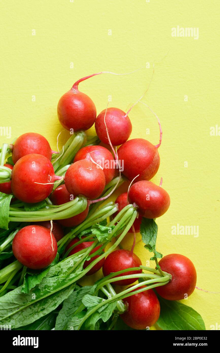 Radish bunch on yellow background with free text space. Top view, flat ...