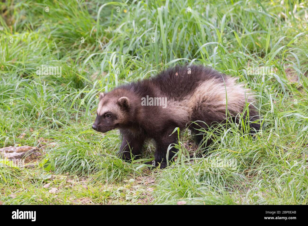 Wolverine in summertime hi-res stock photography and images - Alamy