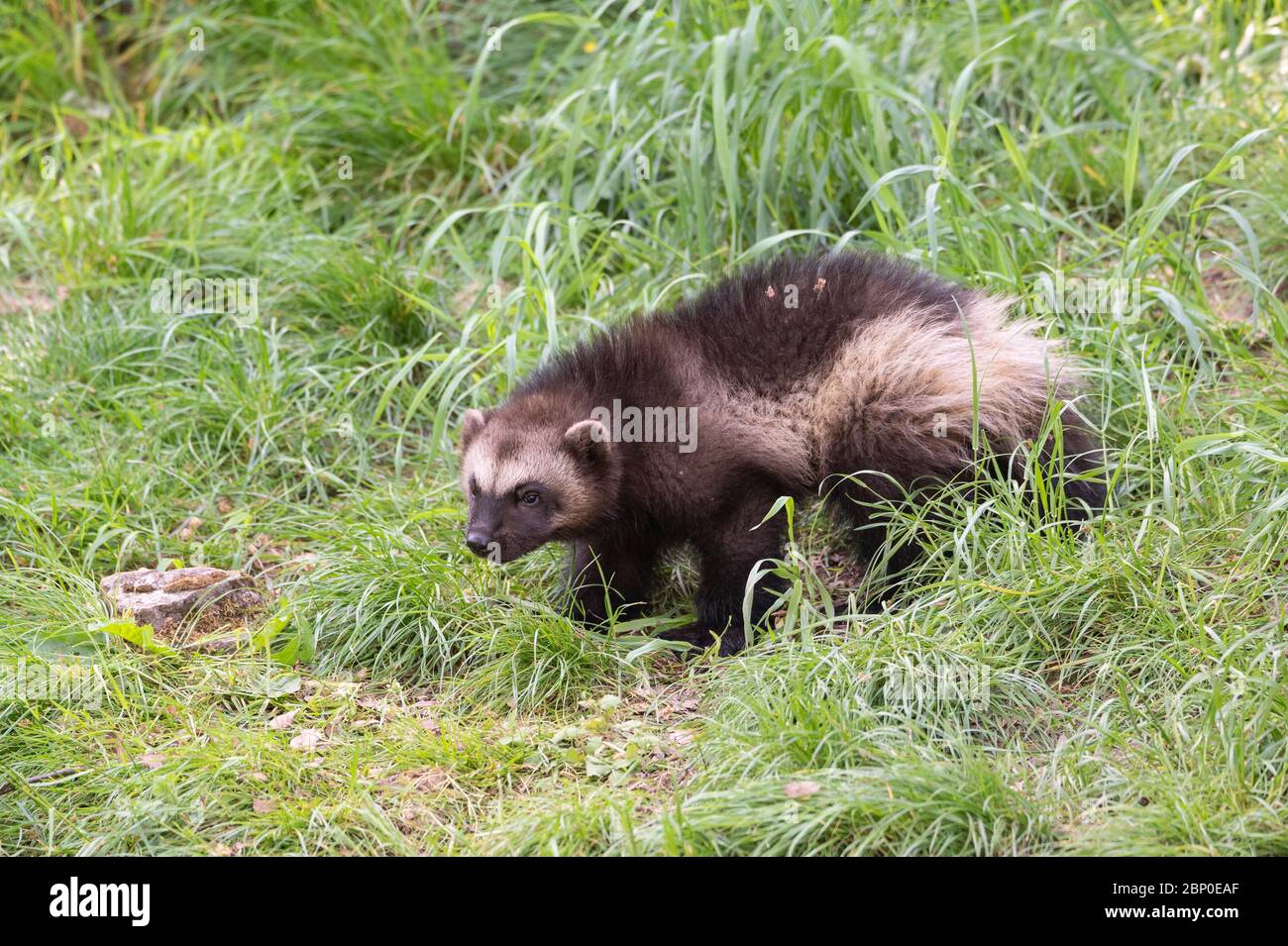 Wolverine gulo gulo in snow hi-res stock photography and images - Alamy