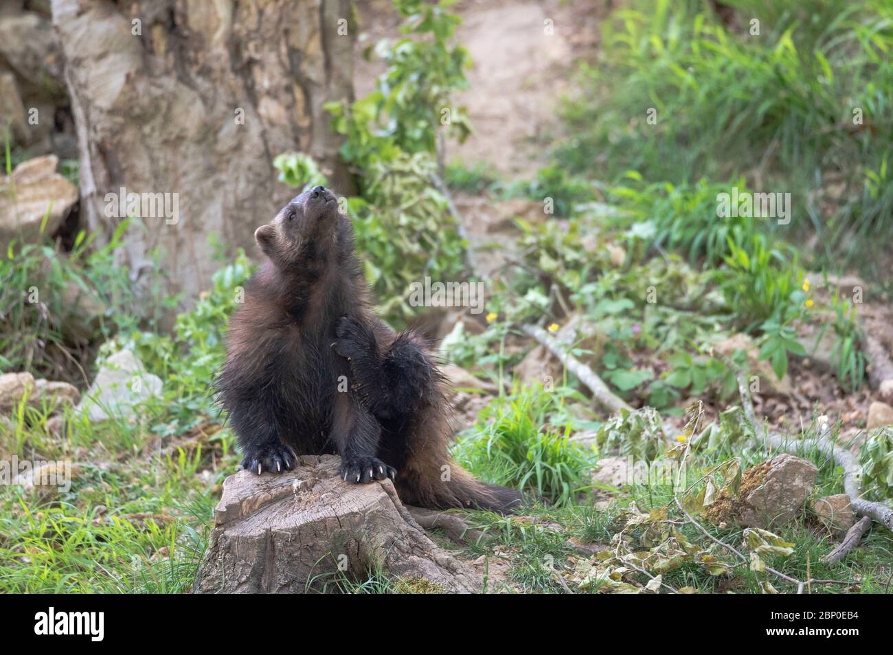 Wolverine walking in vegetation Stock Photo - Alamy