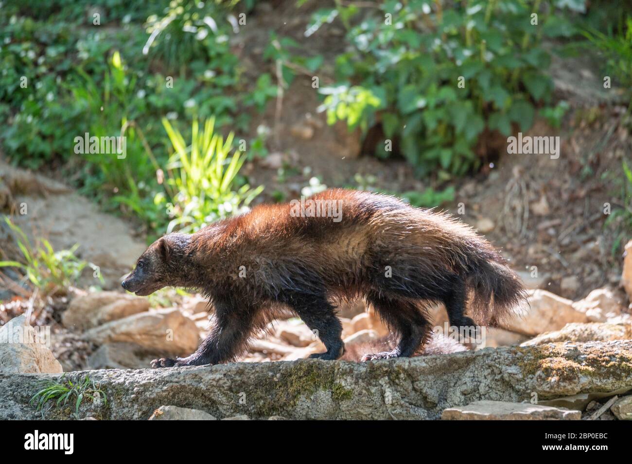 Wolverine walking in vegetation Stock Photo - Alamy