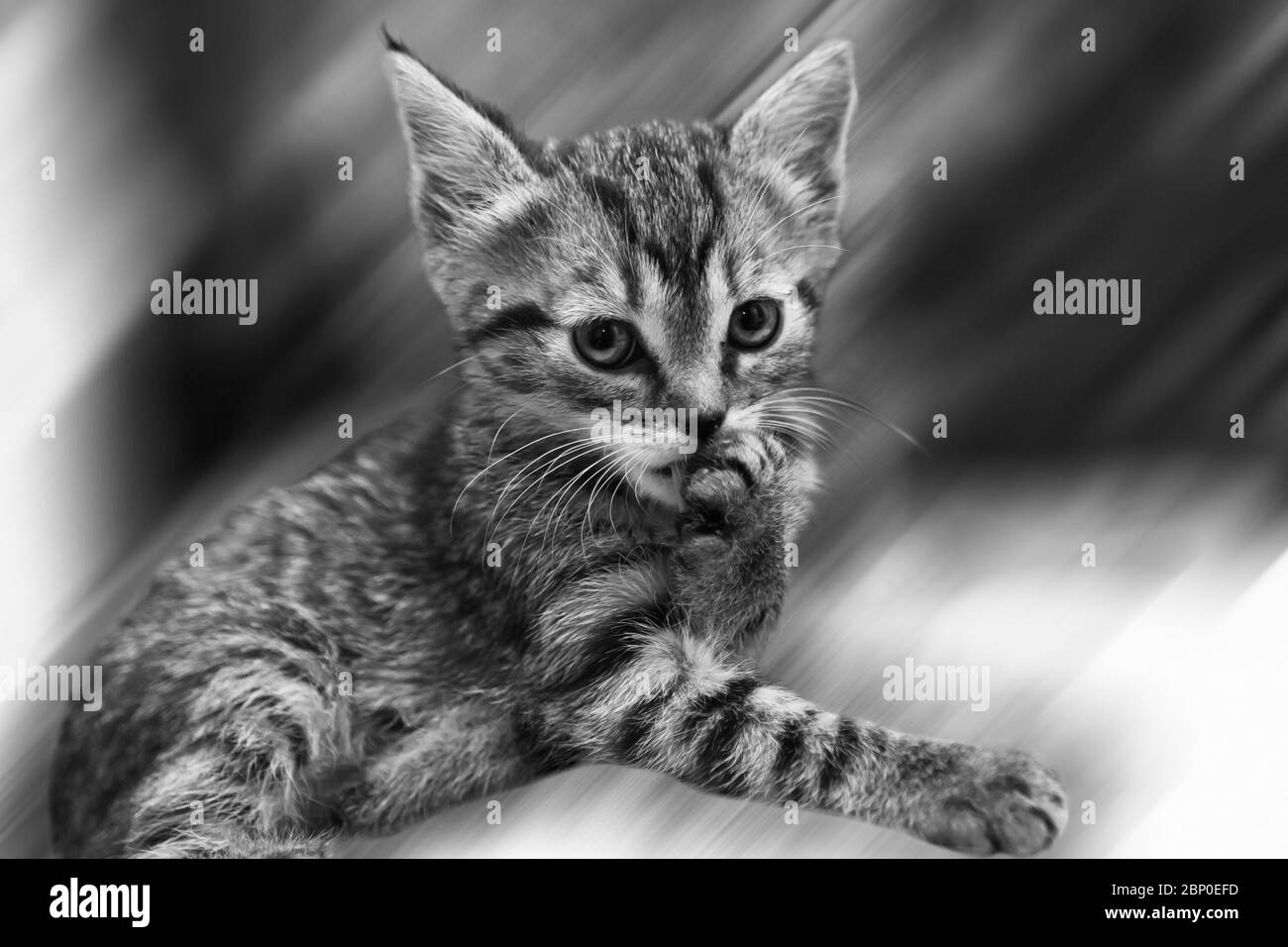 An angry cat of gray parody Attentive, angry, hungry waiting for ...