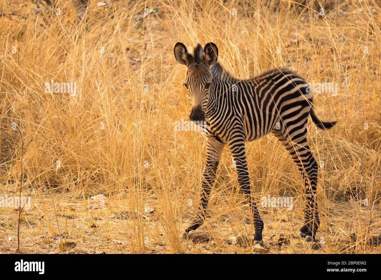 Crawshays zebra hi-res stock photography and images - Alamy