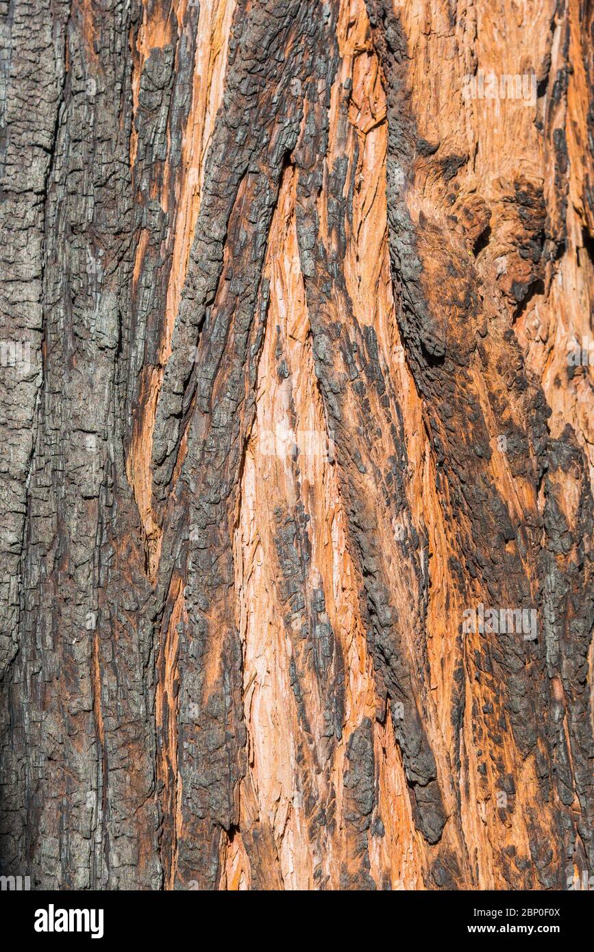 brown tree bark pattern for background,Ready for product display ...