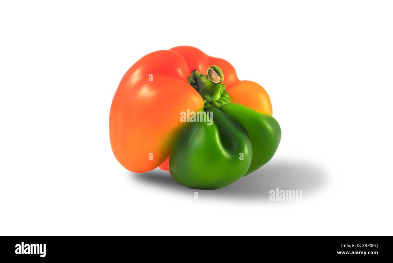 ugly yellow-green pepper of unusual shape on a white background, close ...