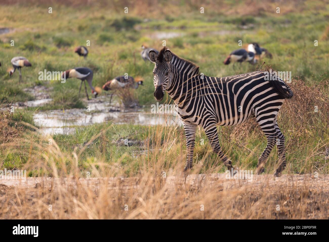 Crawshays Zebra High Resolution Stock Photography and Images - Alamy