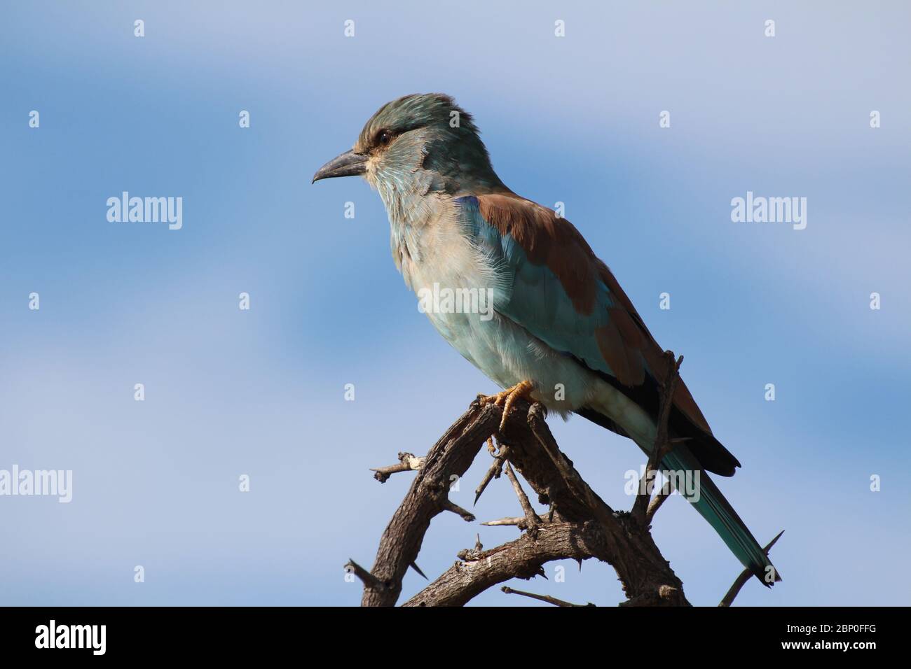 European Roller bird Stock Photo - Alamy