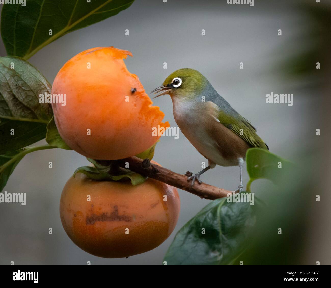 A silvereye or white-eye bird eating persimmon with its mouth open ...