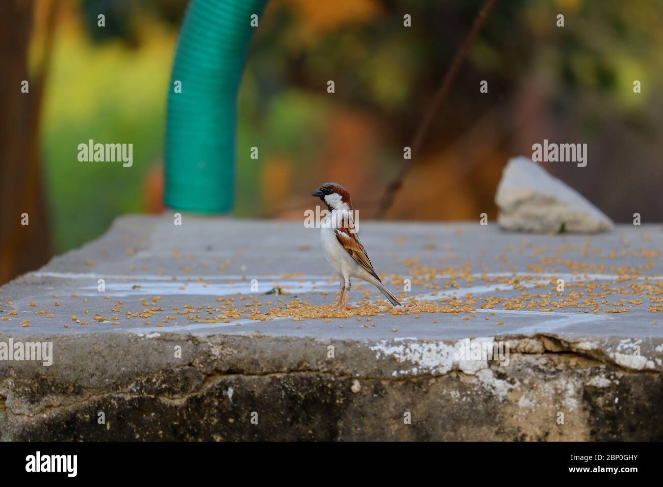 standing on seed of wheat a sparrow bird Stock Photo - Alamy