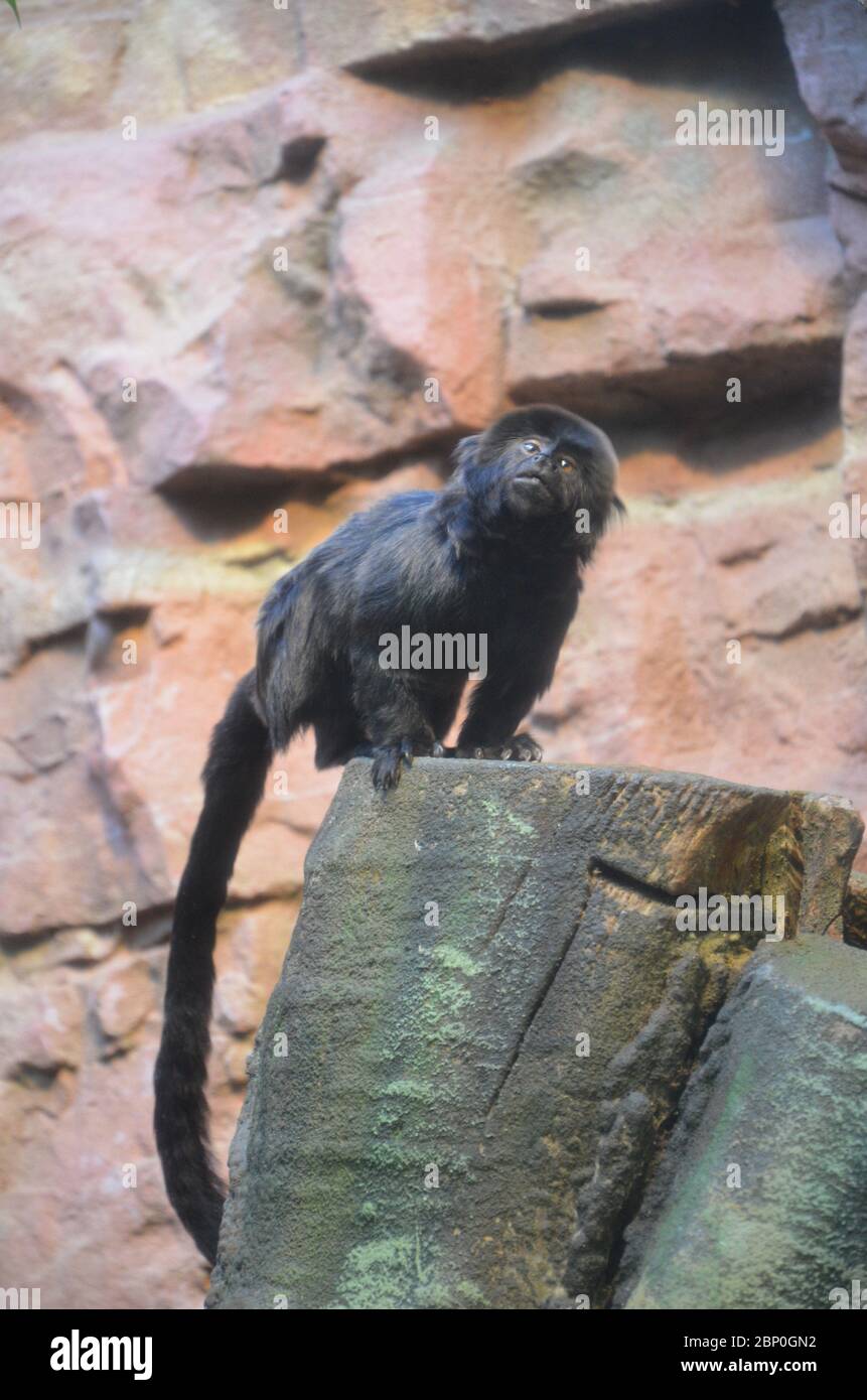 White-faced Saki (Pithecia pithecia) in Frankfurt am Main zoo Stock ...
