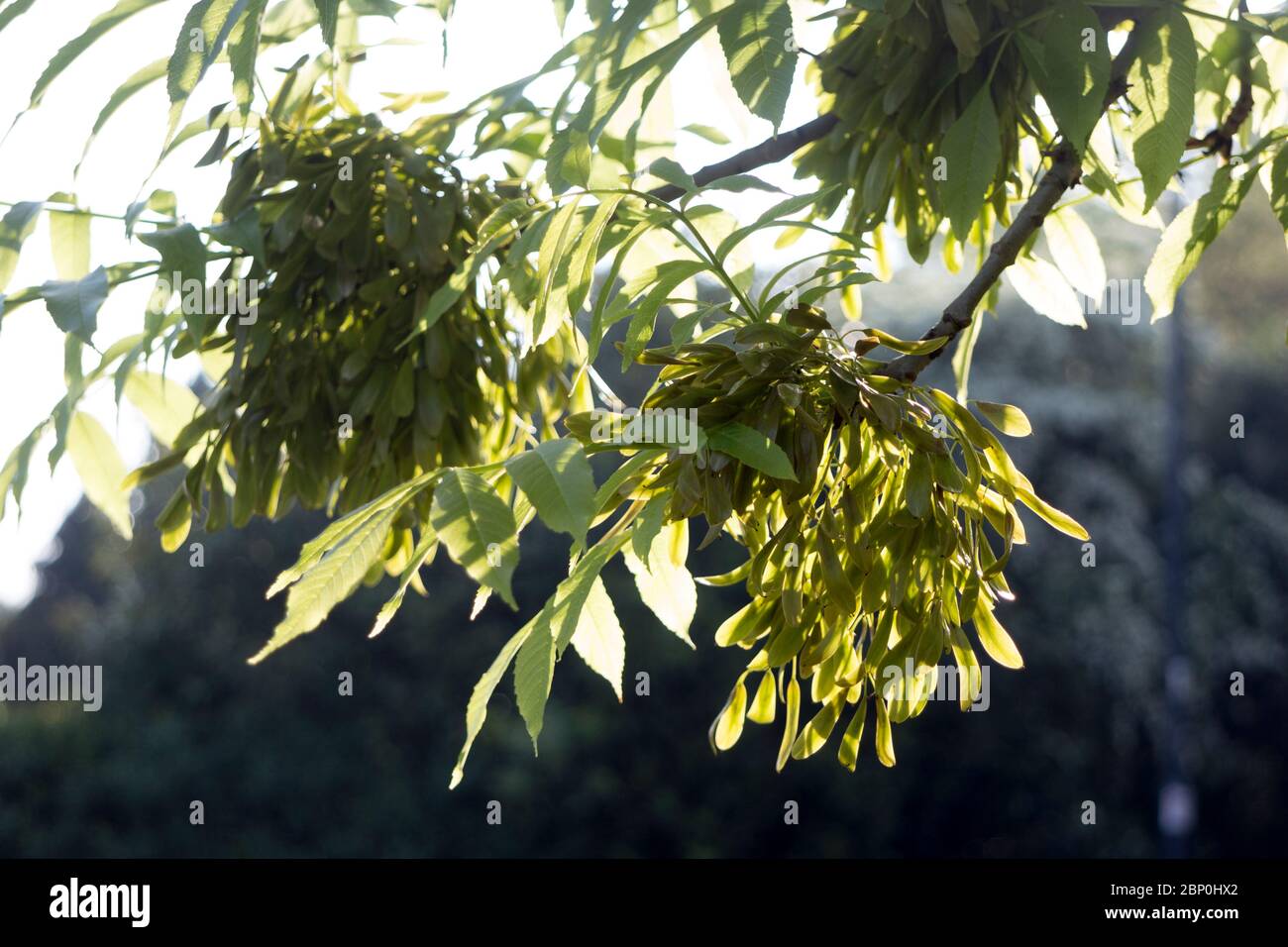 Ash tree seeds (keys) and leaves in spring, UK (Fraxinus excelsior ...
