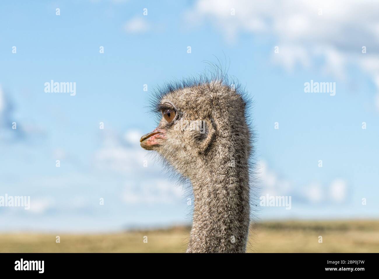 Close-up profile of the face of a male ostrich. The ear is visible ...