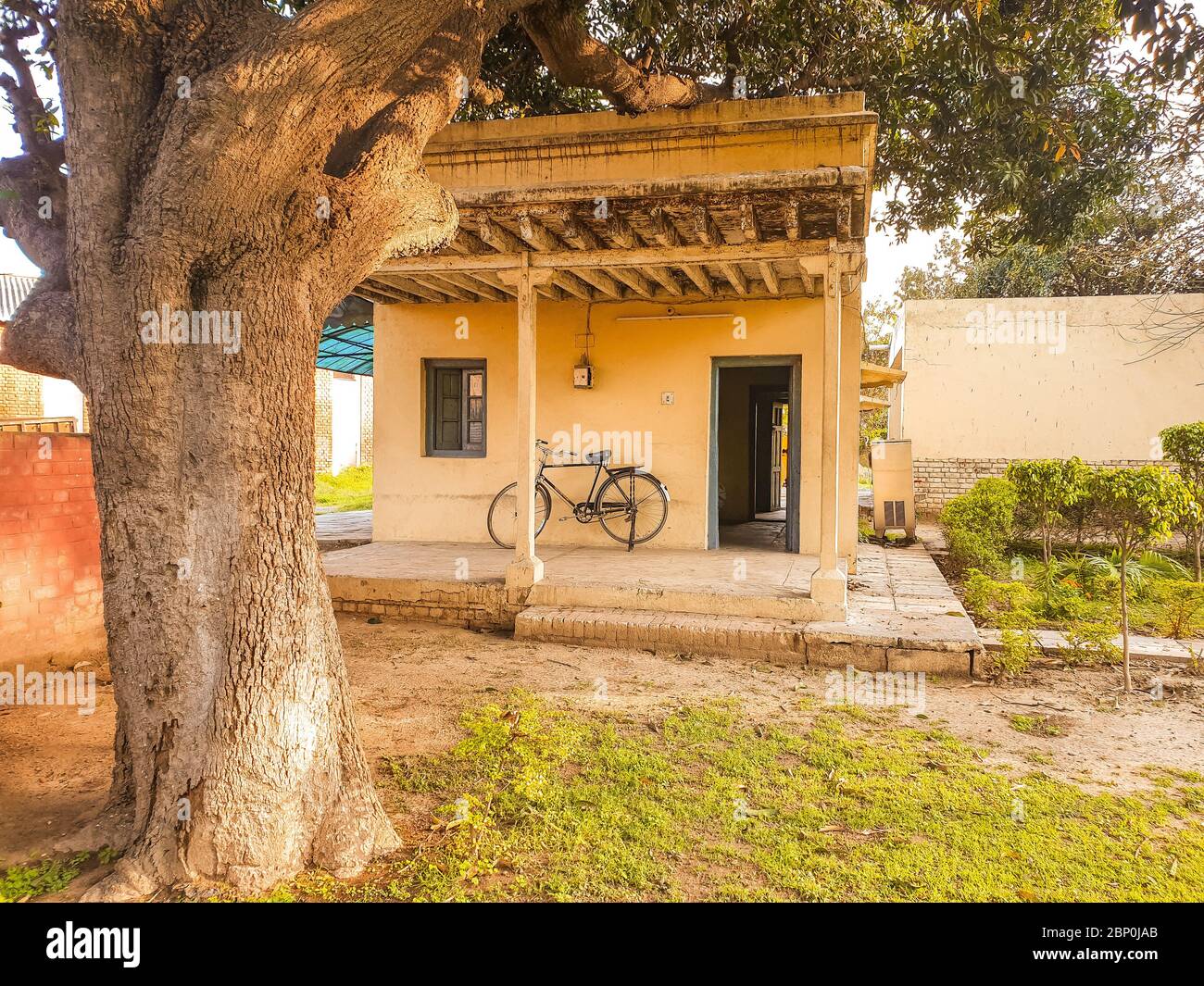 A huge banyan tree and a small lodge room with bicycle in front showing ...