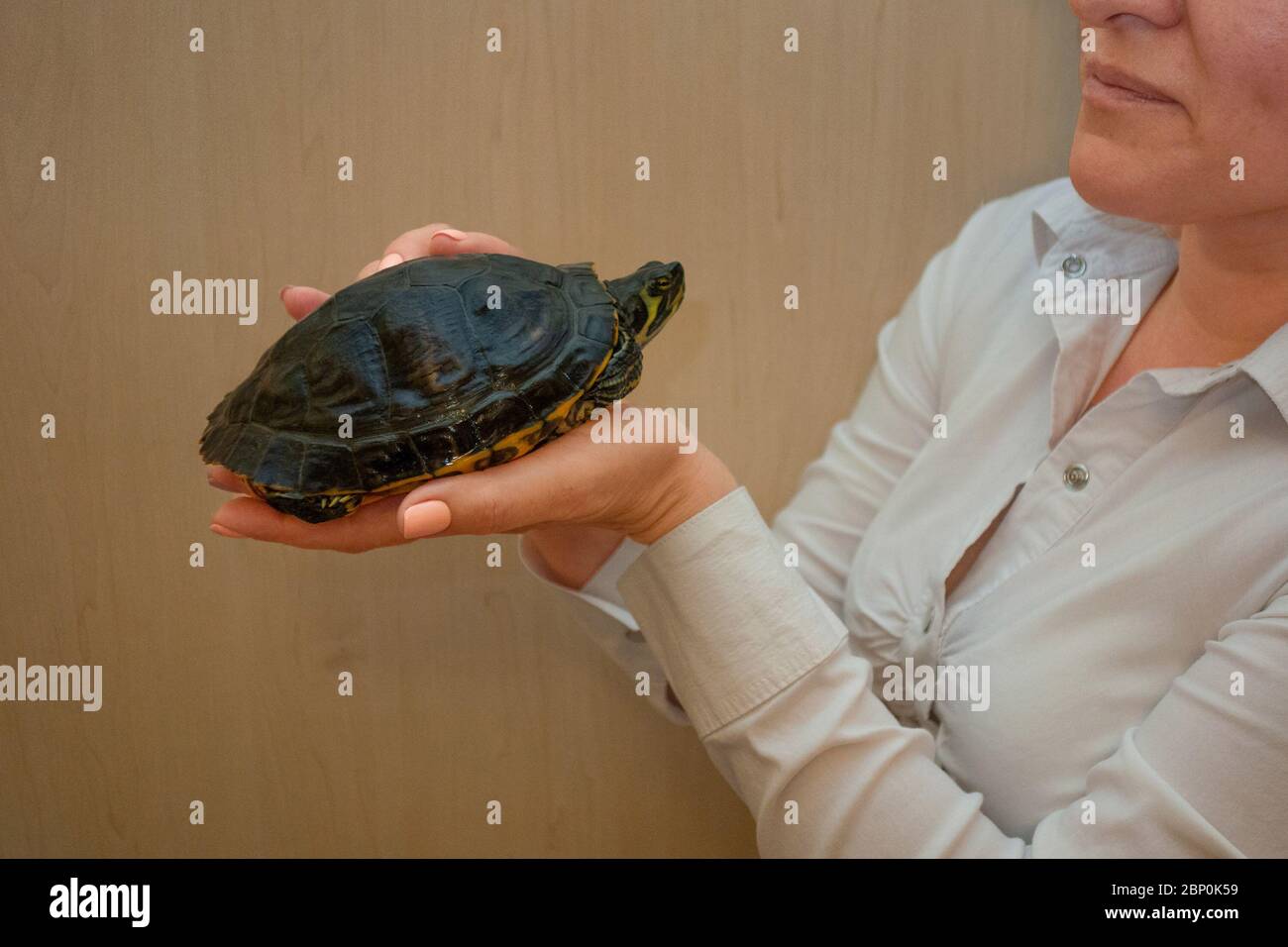 Animal hospital turtle hi-res stock photography and images - Alamy