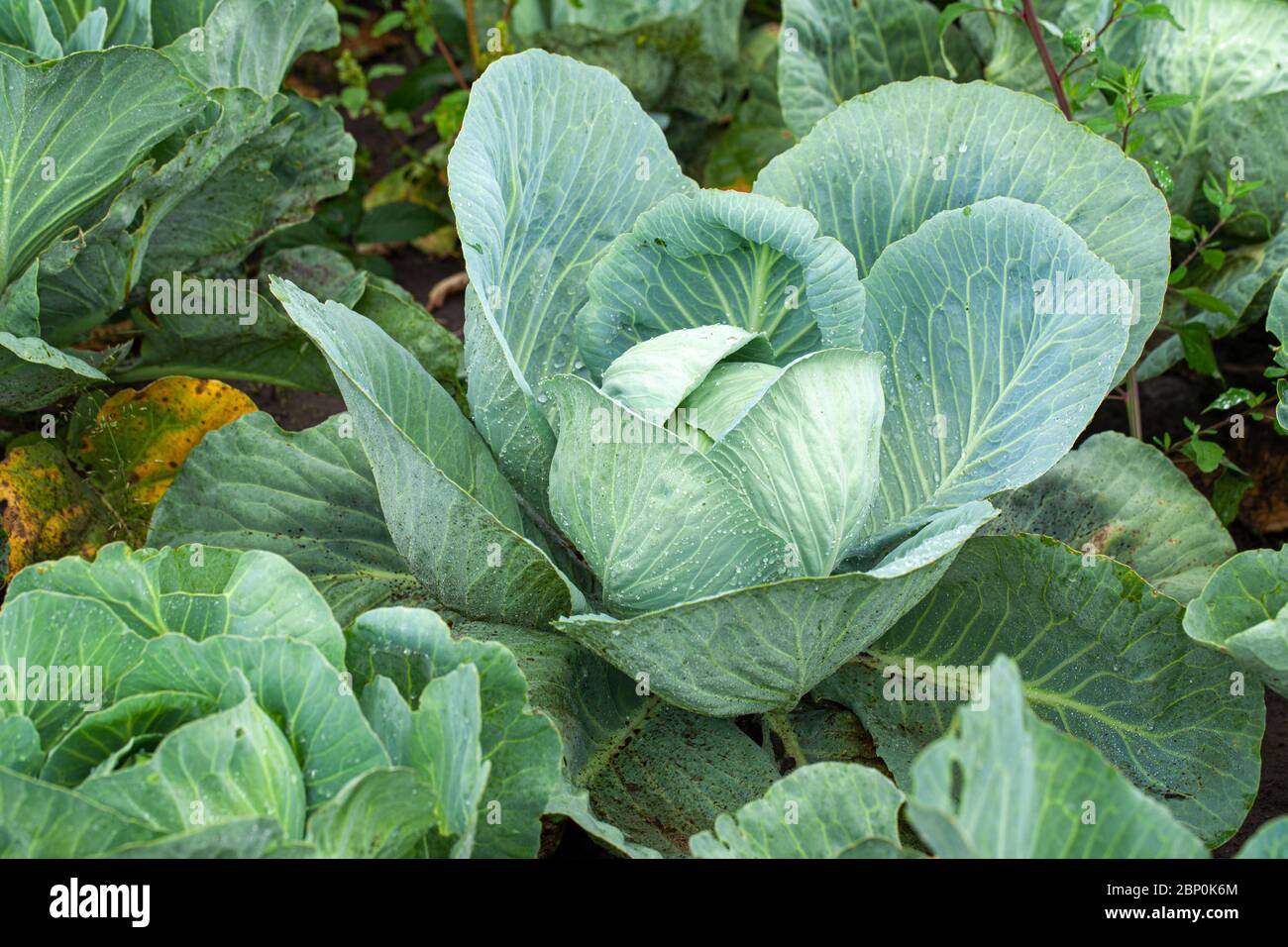 Green cabbage with open leaves in the garden Stock Photo - Alamy