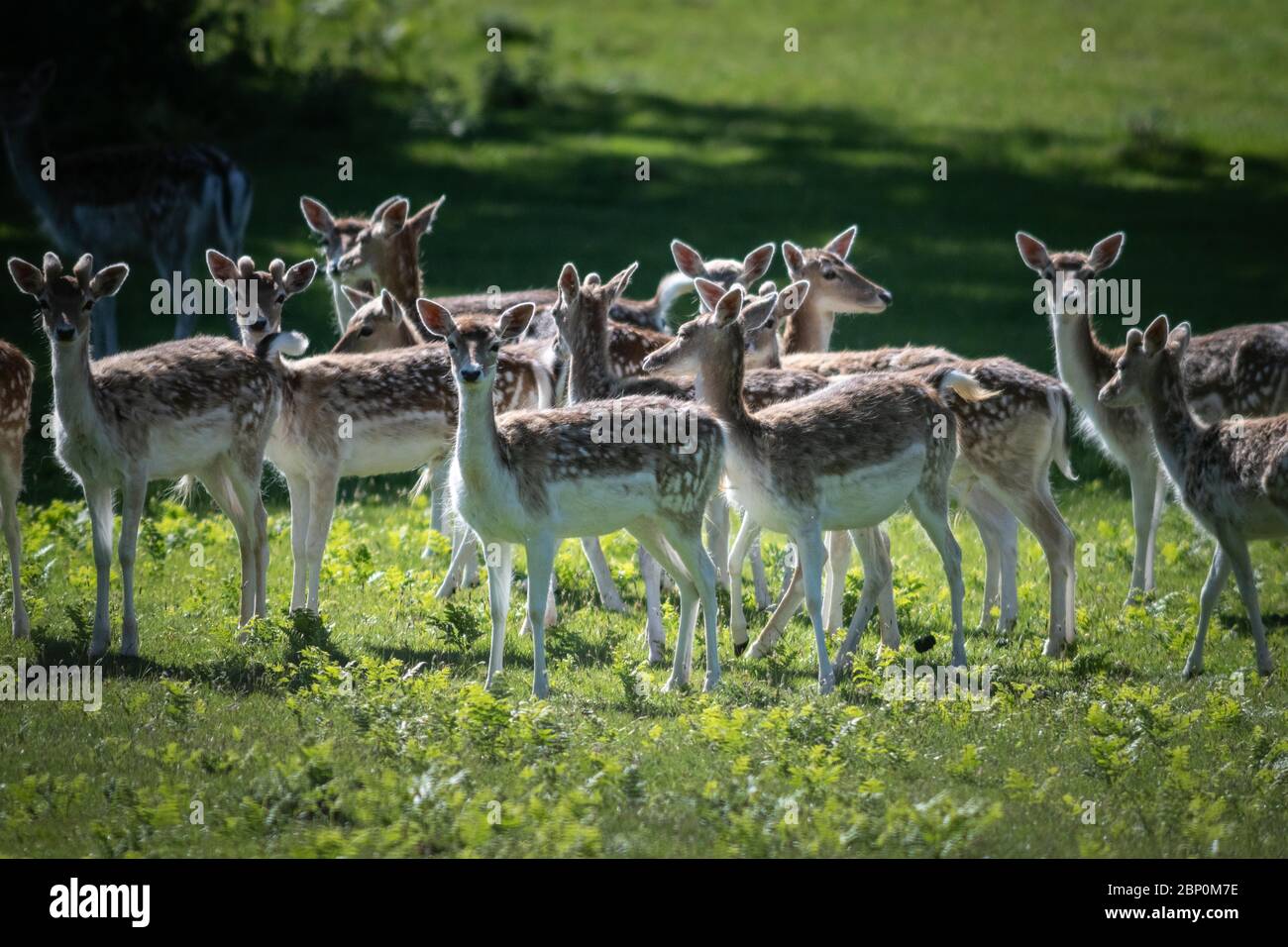 Ashton Court Estate, Long Ashton, Bristol, UK. 15th May 2020. A herd of ...