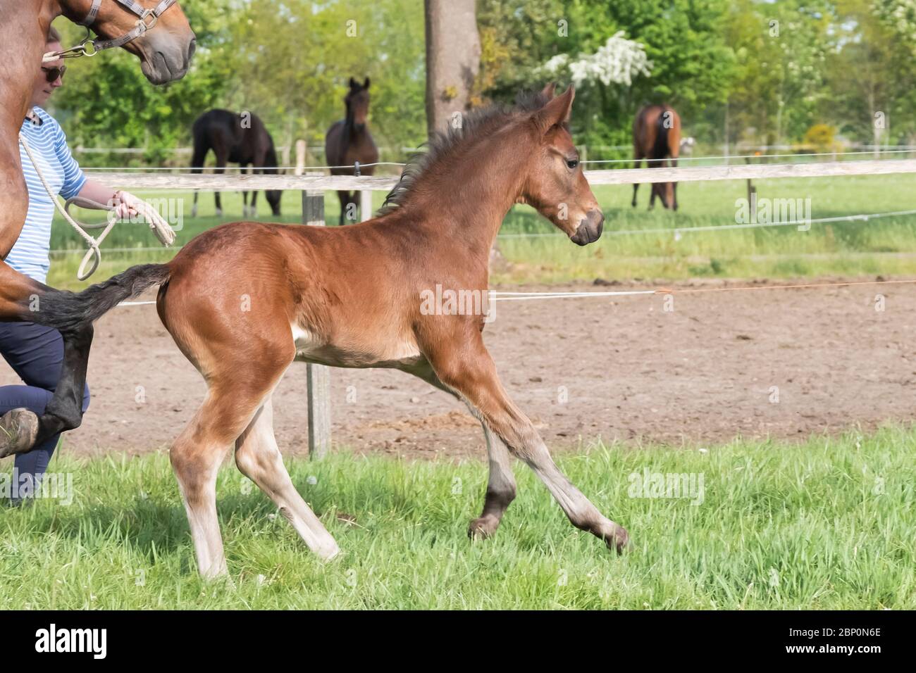 Cute small brown foal running in trot free in the field. Animal in ...