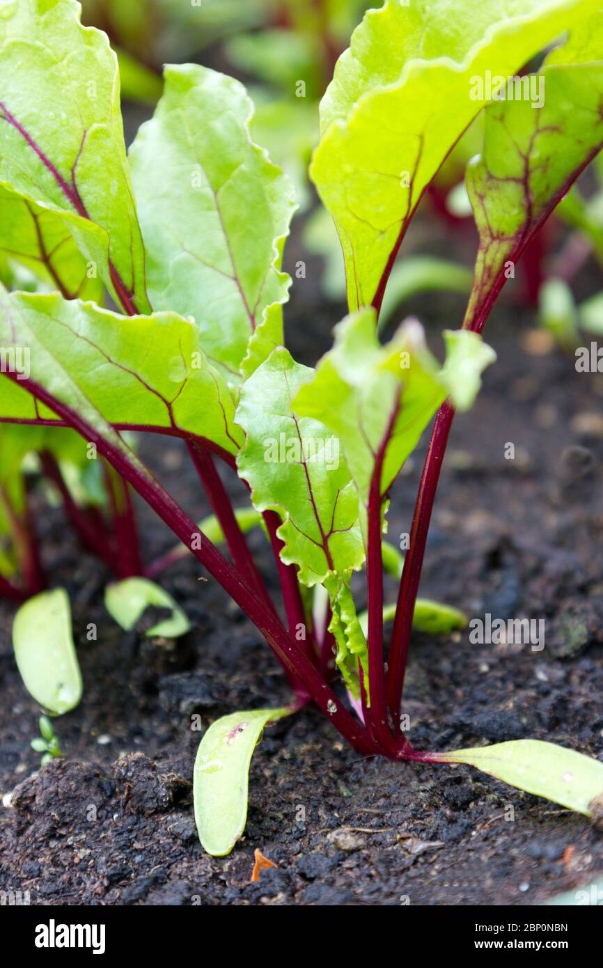 Young Beetroot Plants Stock Photo - Alamy