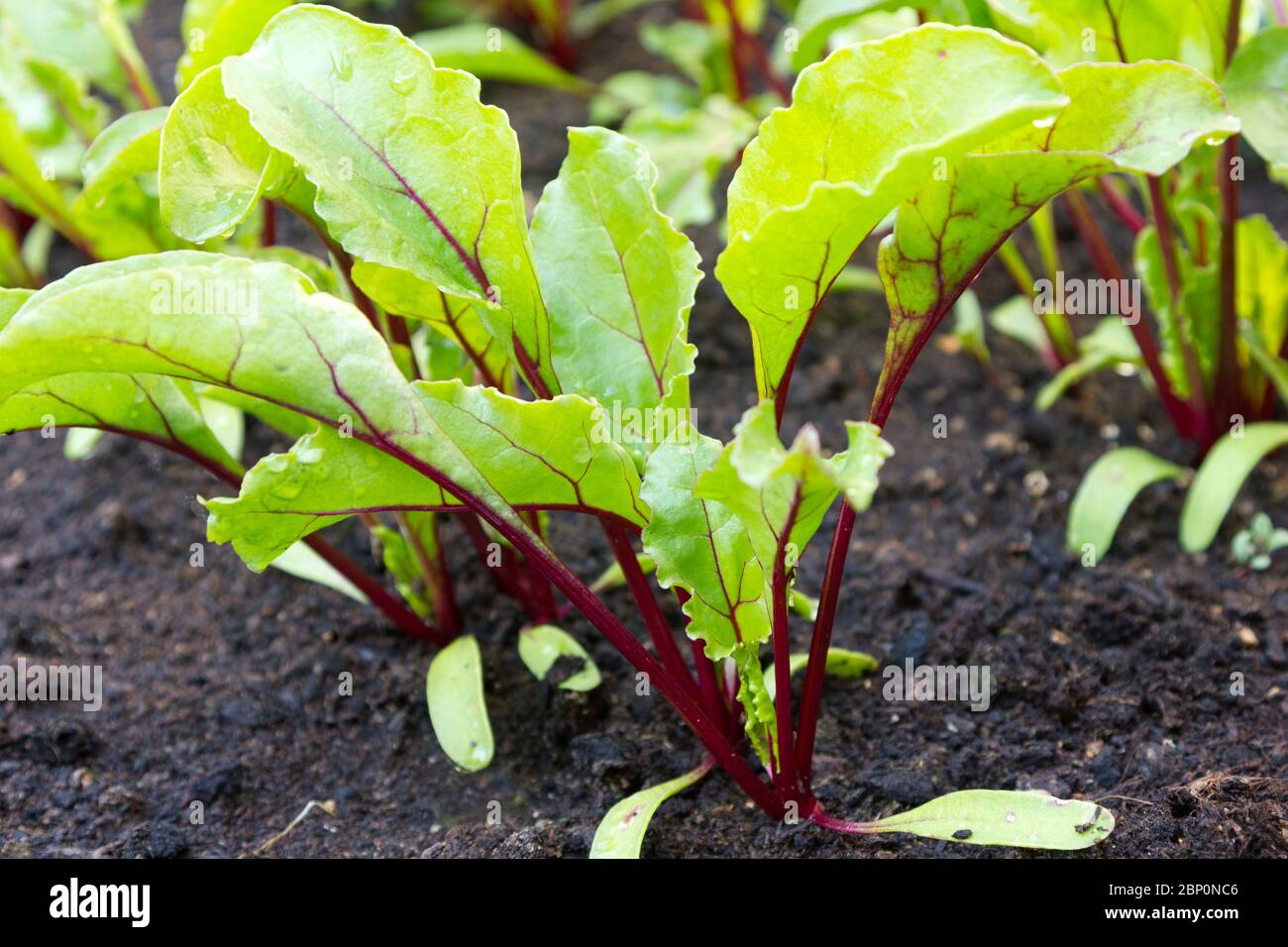 Root plants hi-res stock photography and images - Alamy