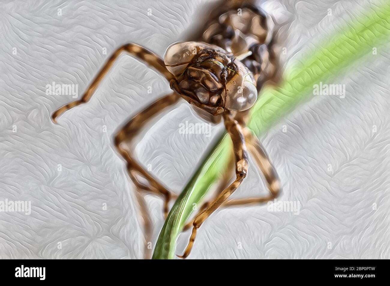 Larva closeup hi-res stock photography and images - Alamy