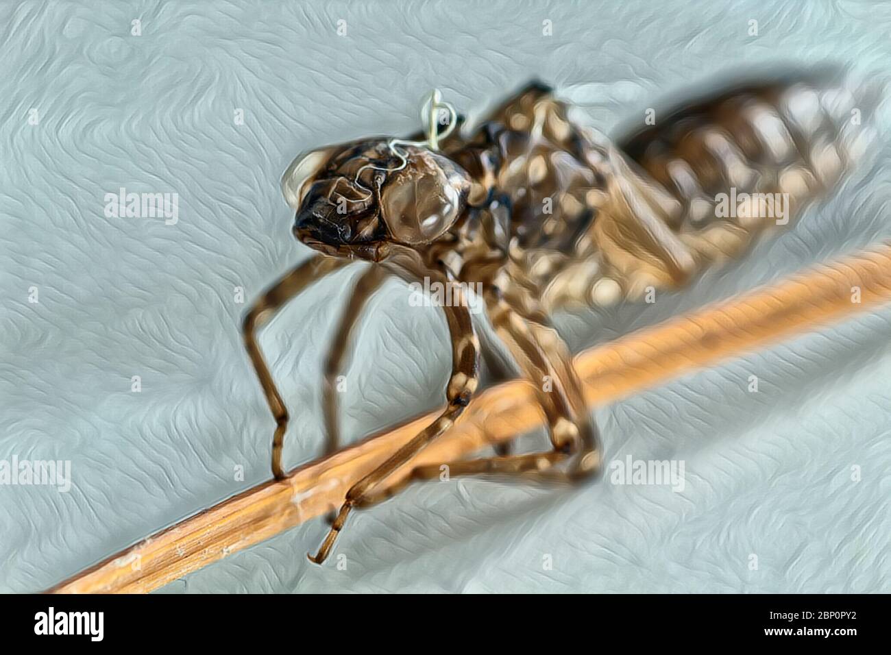 Larva closeup hi-res stock photography and images - Alamy