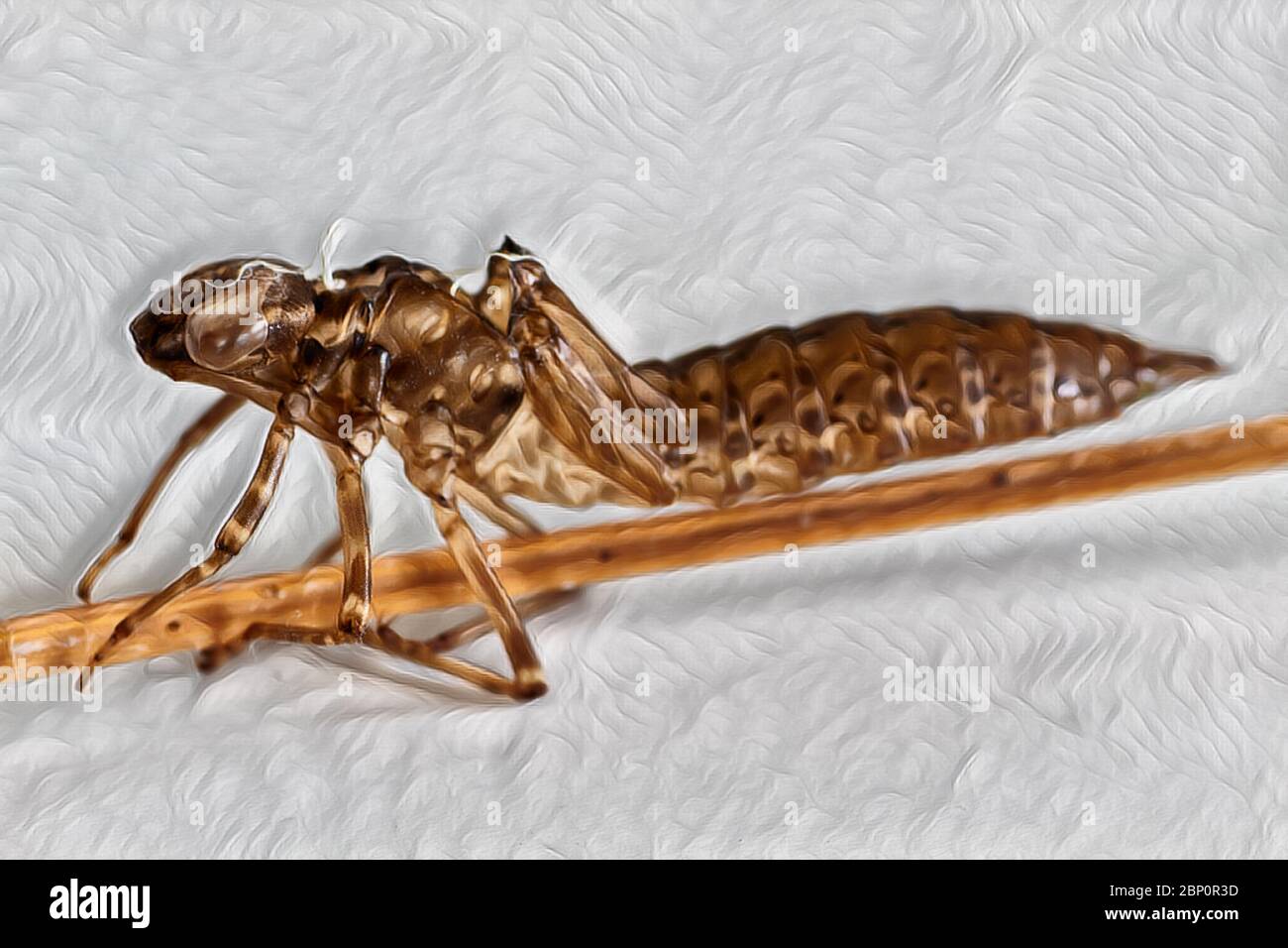 Larva closeup hi-res stock photography and images - Alamy