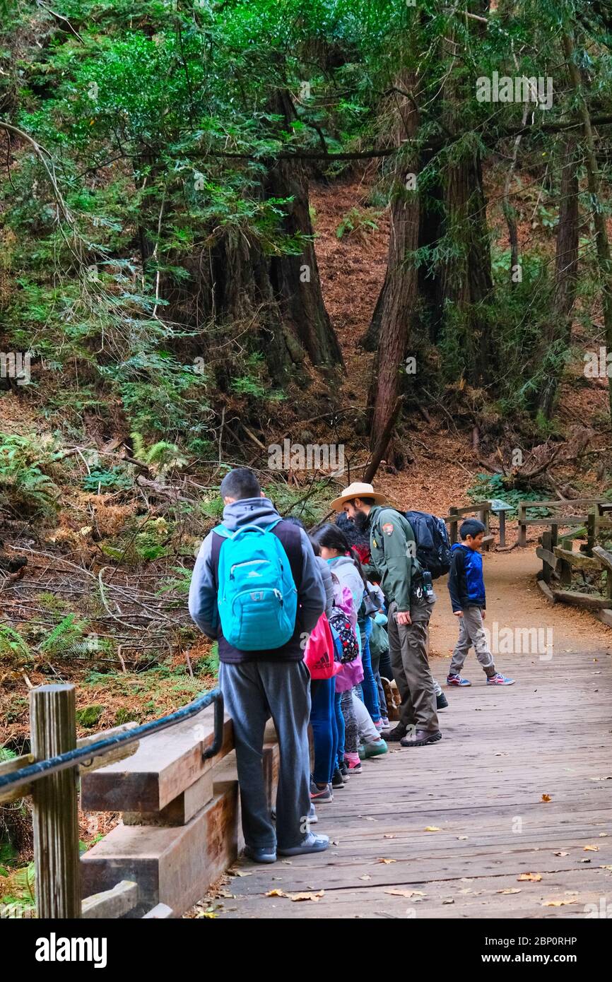 Park Ranger Giving Tour in Muir Woods Stock Photo - Alamy
