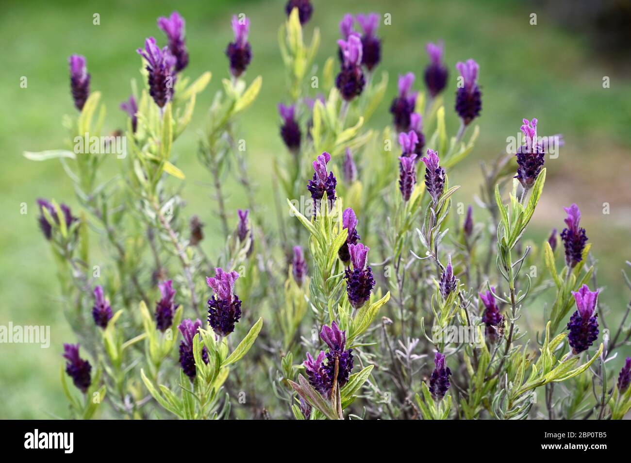 Lavender flowers (Lavandula stoechas Stock Photo - Alamy