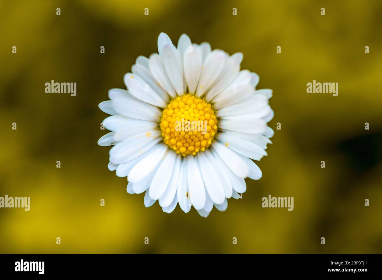 Simple yellow brightly background hi-res stock photography and images ...