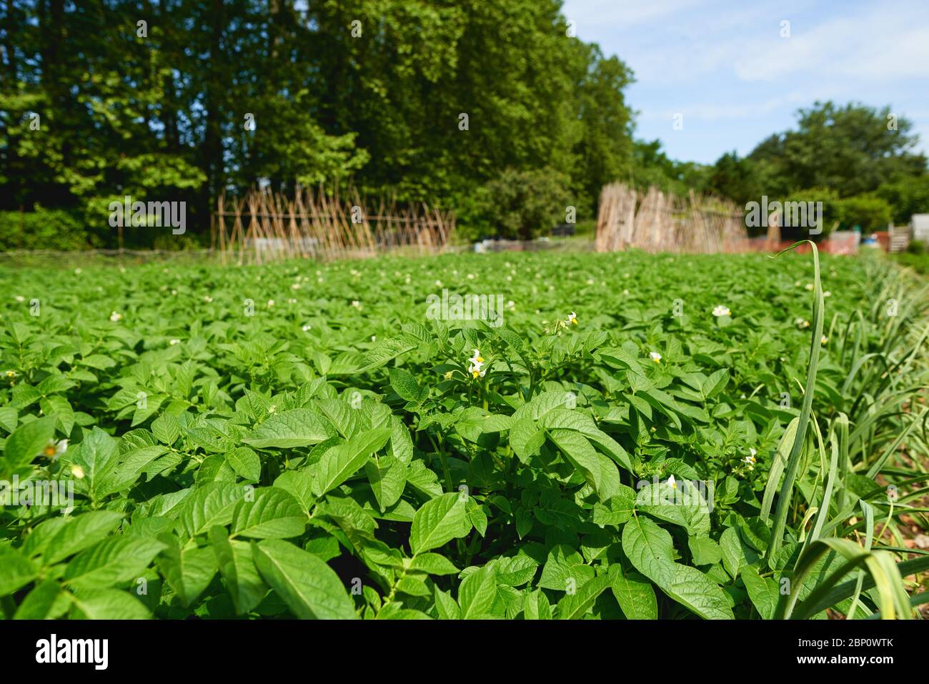 Green field of potato crops in a row Stock Photo - Alamy