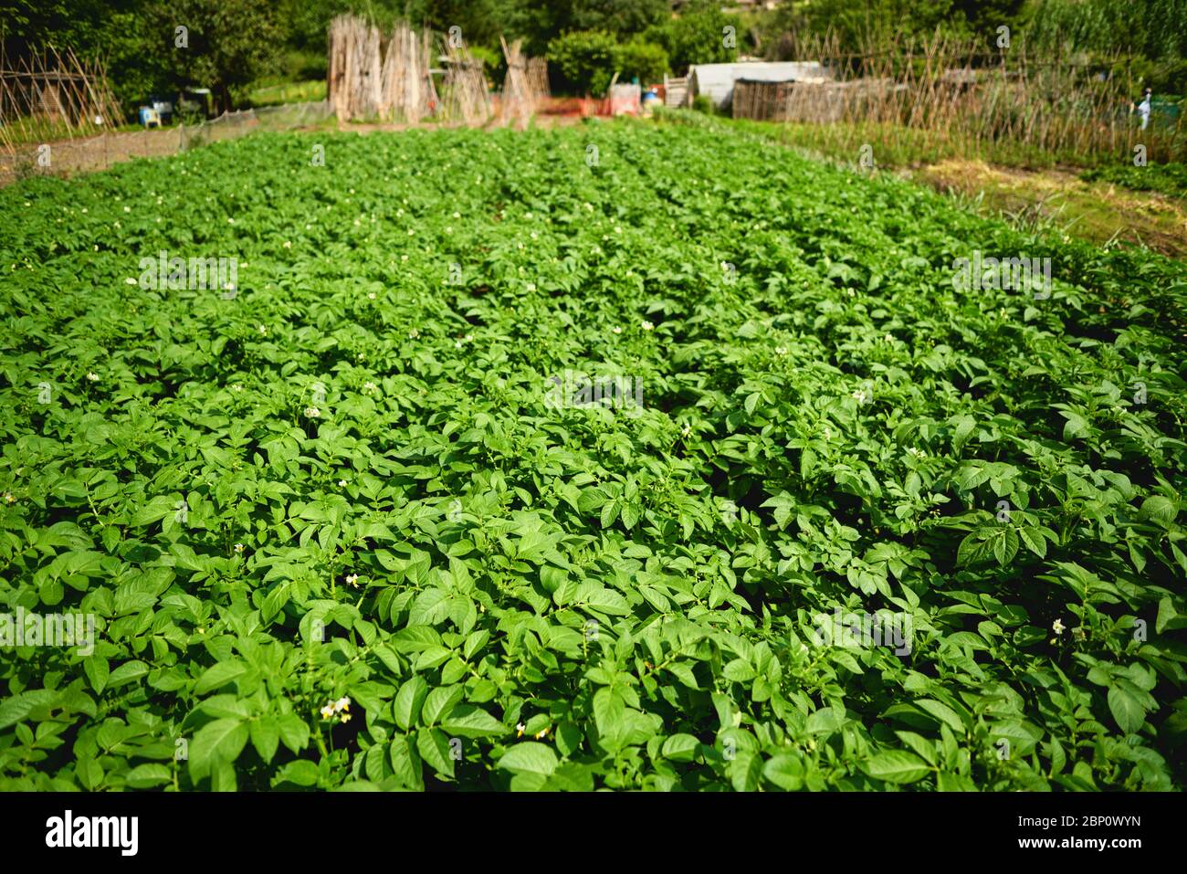 Green field of potato crops in a row Stock Photo - Alamy