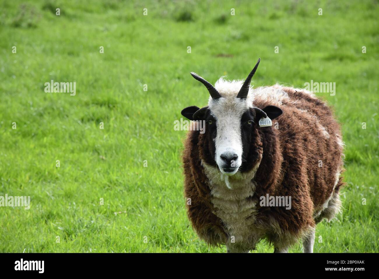 4 horned sheep hi-res stock photography and images - Alamy