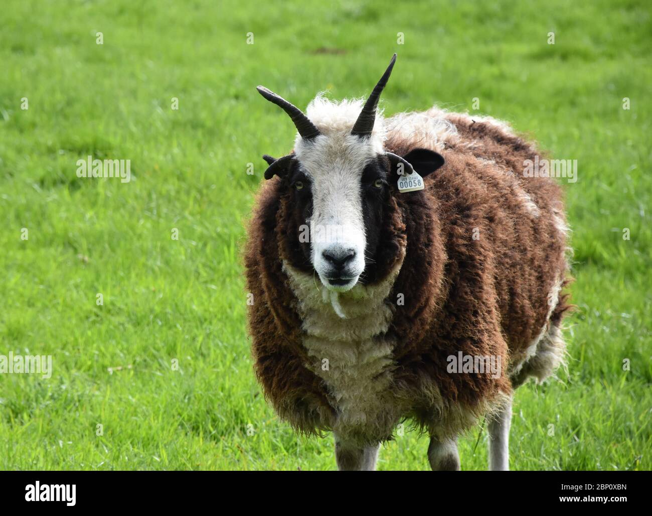 Fantastic horned ram standing in a pasture on a farm Stock Photo - Alamy