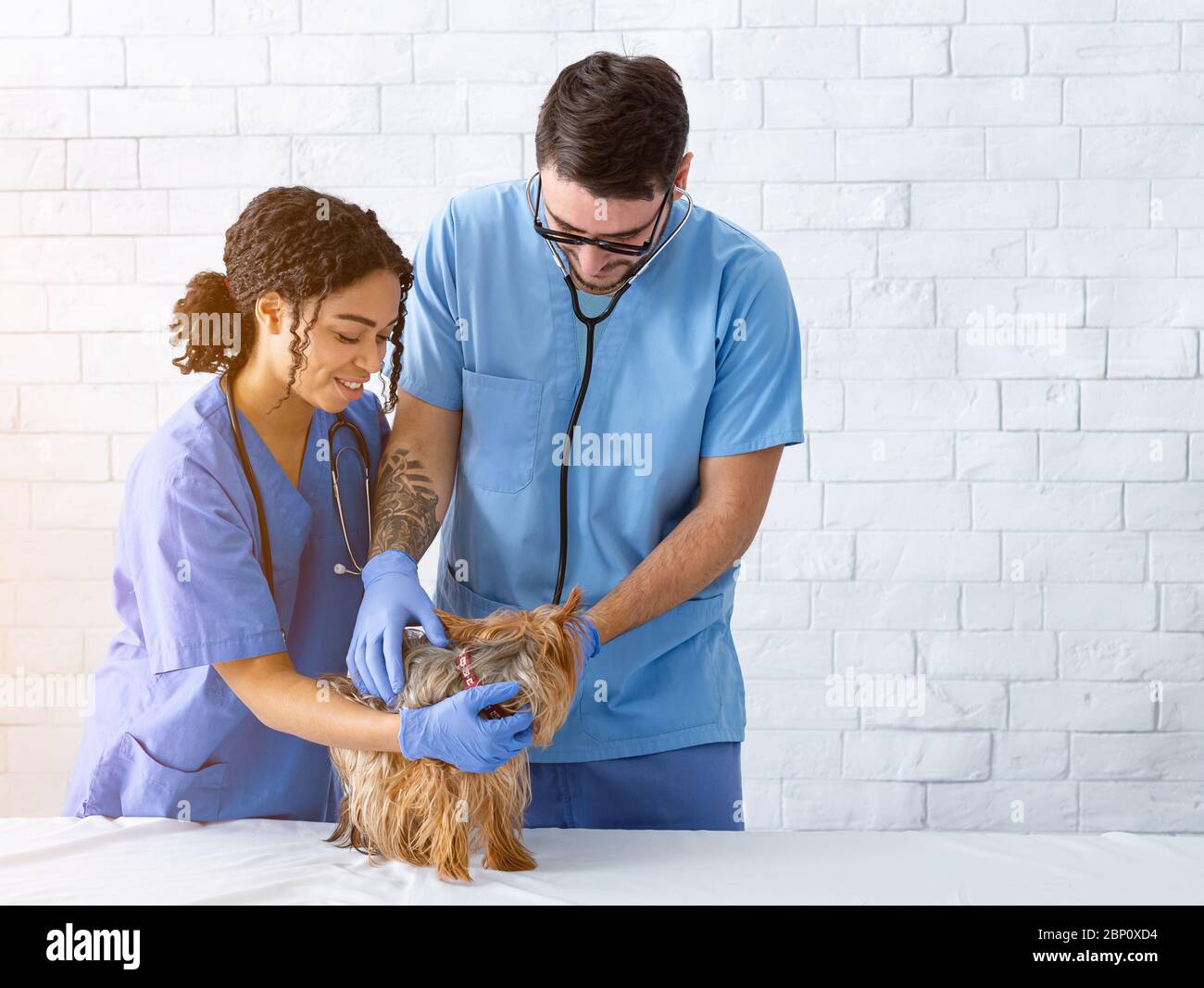 Animal doc with young assistant examining Yorkshire terrier at clinic ...