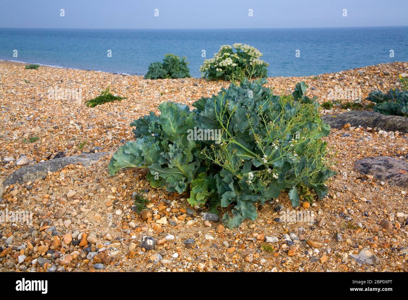 sea cabbage at lancing beach on the sussex coast Stock Photo - Alamy