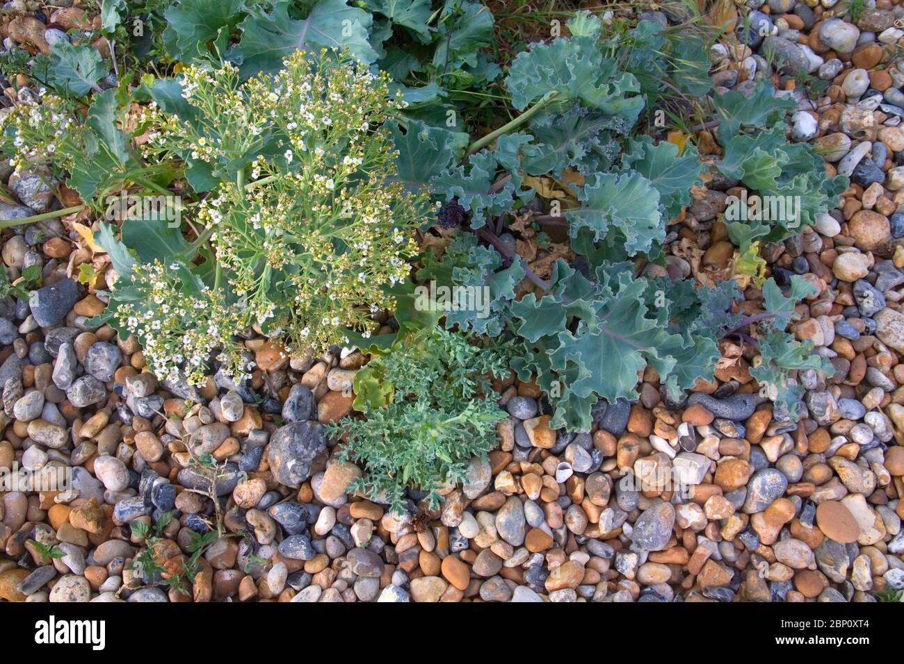 Sea cabbage hi-res stock photography and images - Alamy