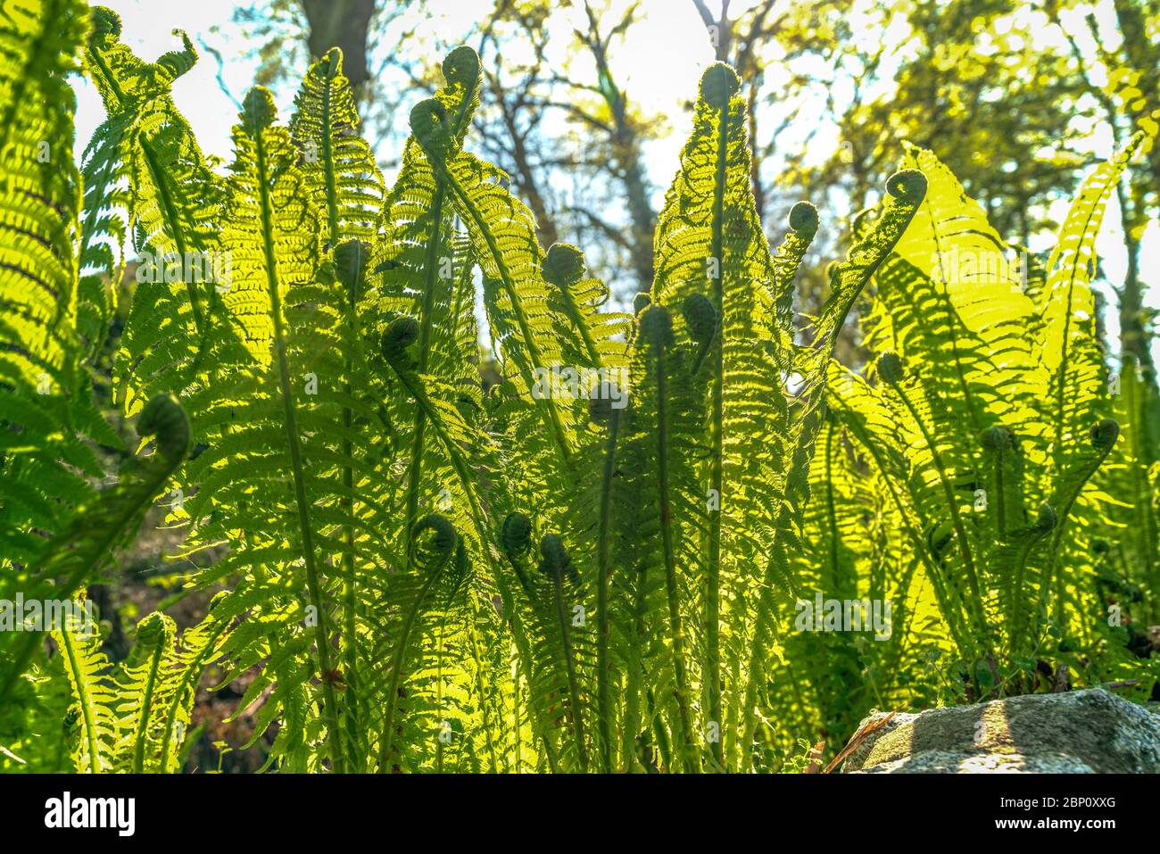 Curled ferns hi-res stock photography and images - Alamy
