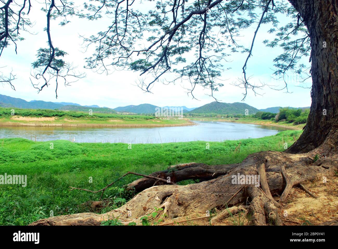 Chamchuri Tree High Resolution Stock Photography and Images - Alamy