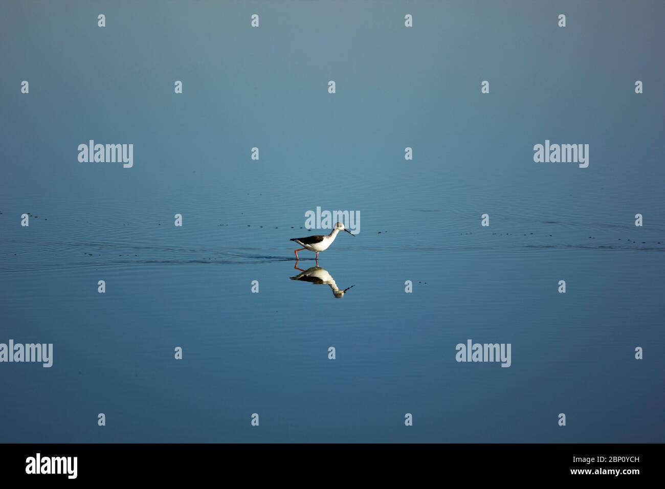 bird walking on water with reflection in water Stock Photo - Alamy